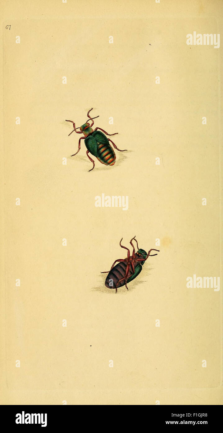 This work offers an extensive account of the insects of Great Britain ...