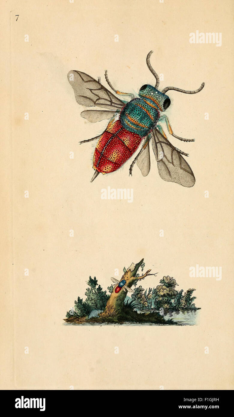 'The Natural History of British Insects' is a detailed work on the ...