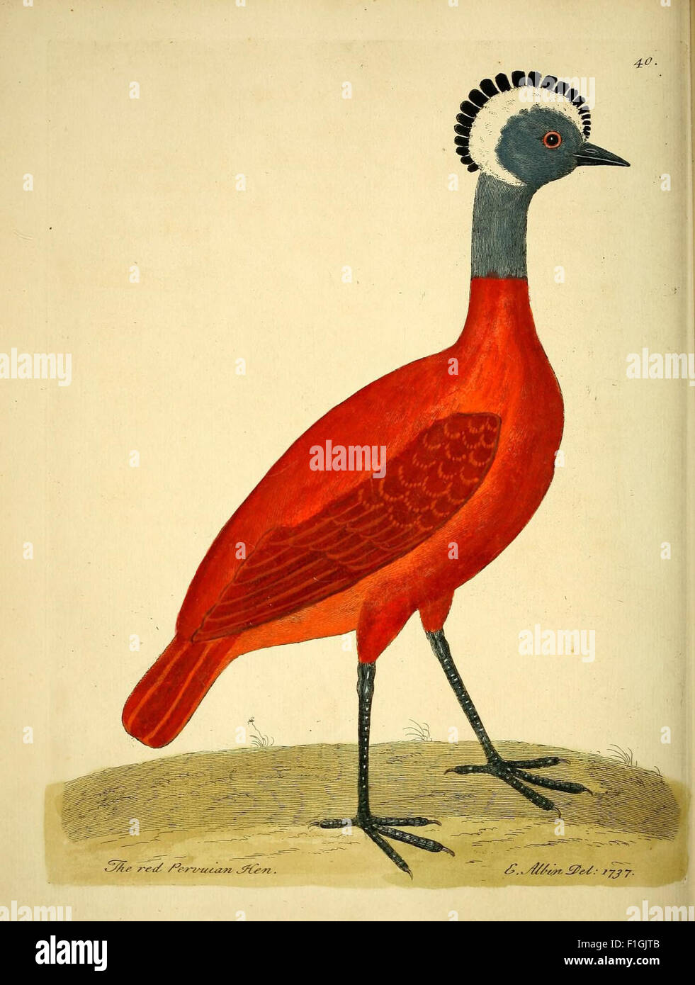 This 18th-century natural history of birds explores various bird ...