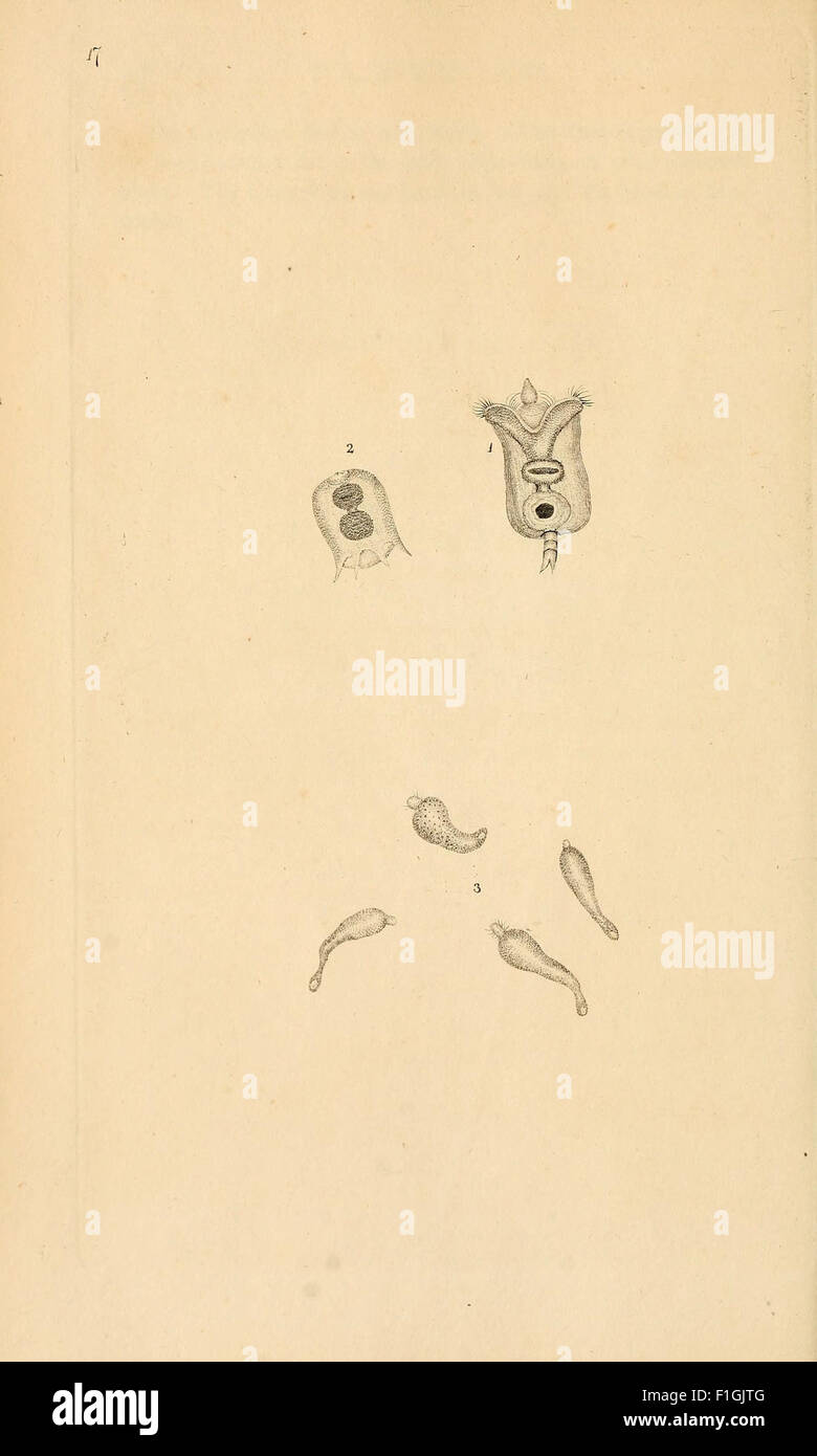 *The Natural History of British Insects* offers detailed descriptions ...