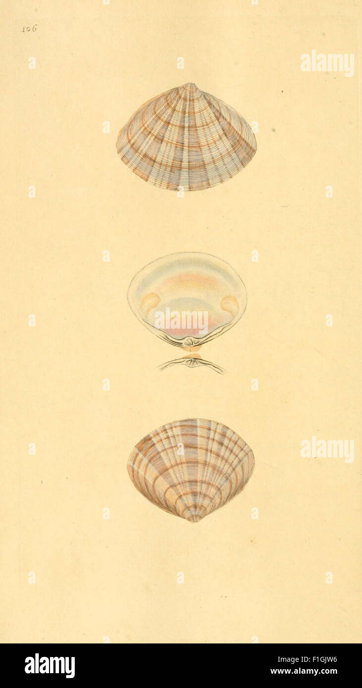 'The Natural History of British Shells' presents an extensive study of ...