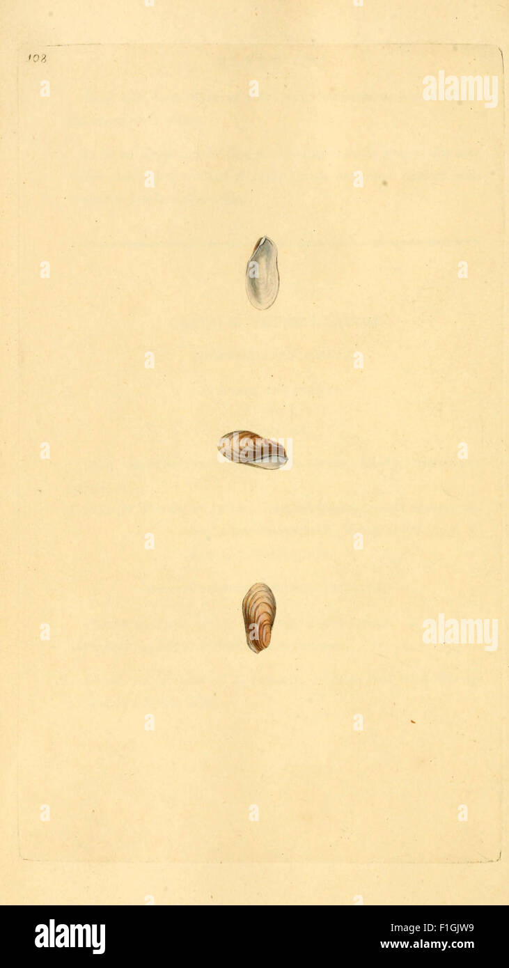 'The Natural History of British Shells' is a vintage pictorial work ...