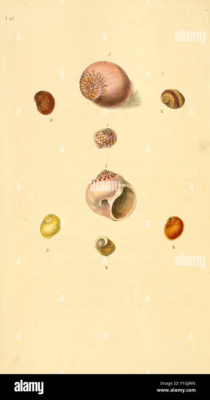 The natural history of British shells (Plate 20 Stock Photo - Alamy