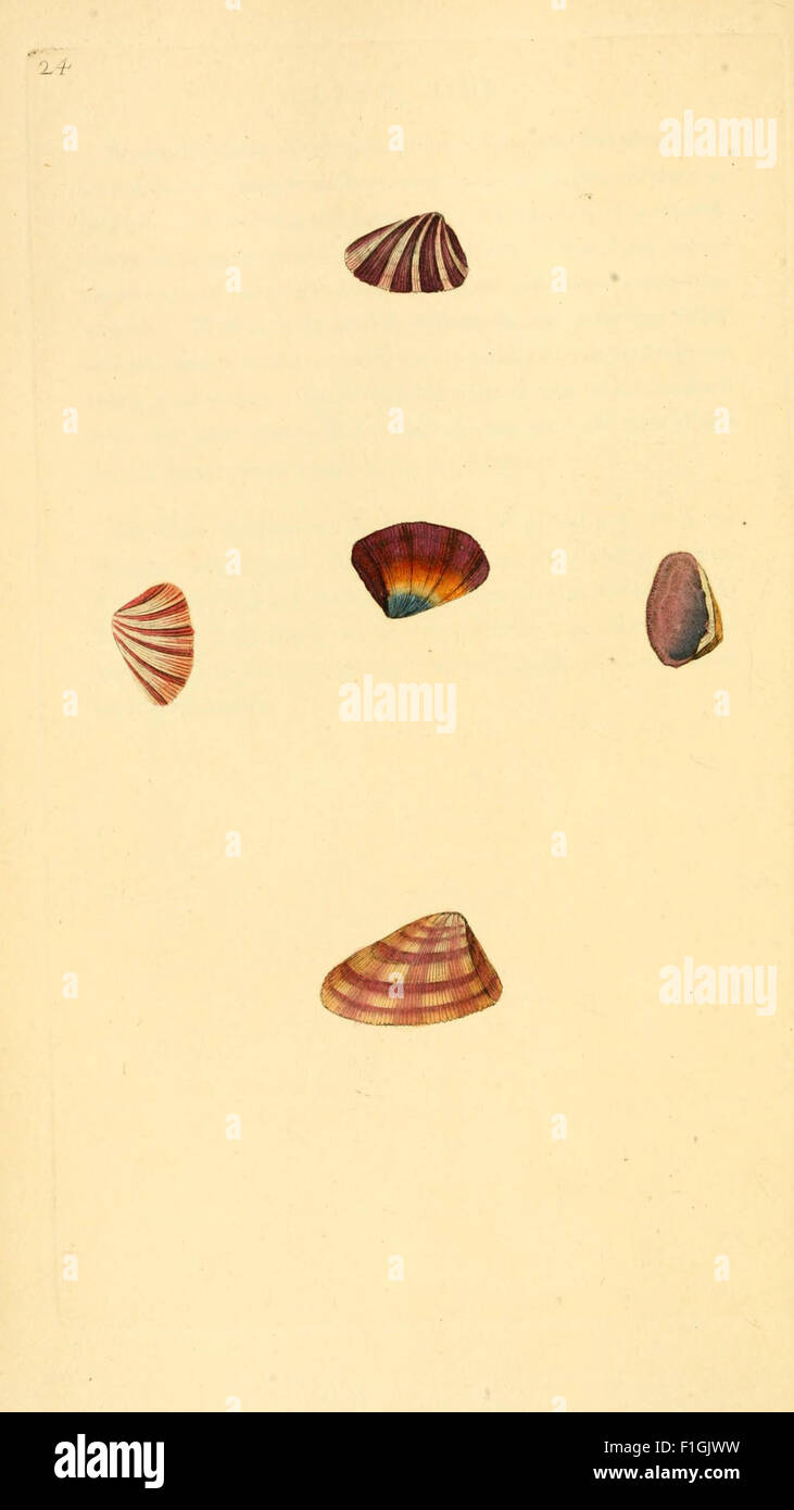 'The Natural History of British Shells' is a work dedicated to British ...