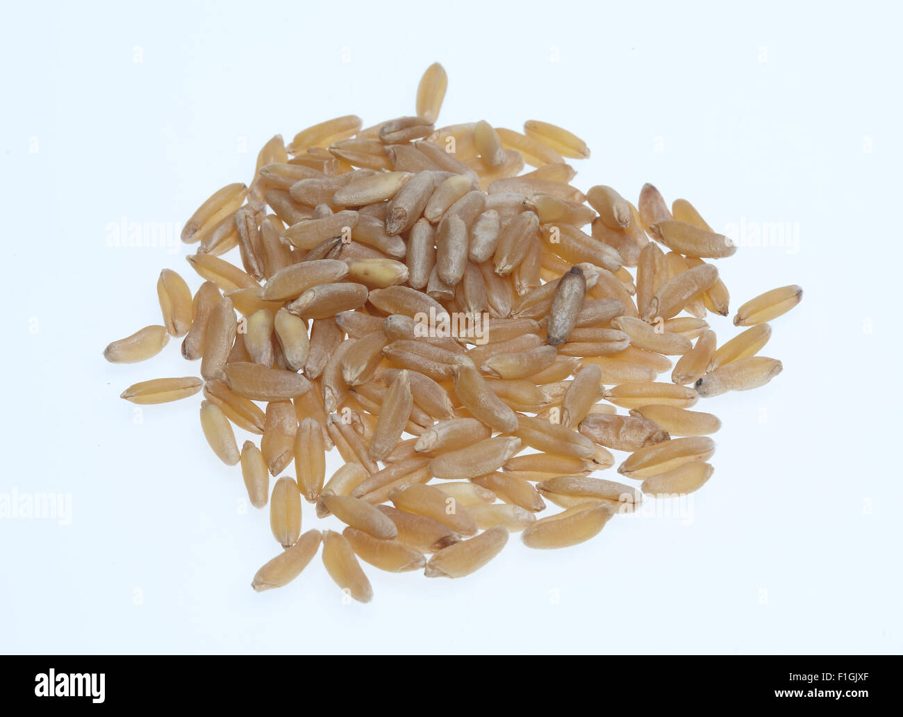 Khorasan wheat, Kamut, a varity of an old ancient grain Stock Photo - Alamy