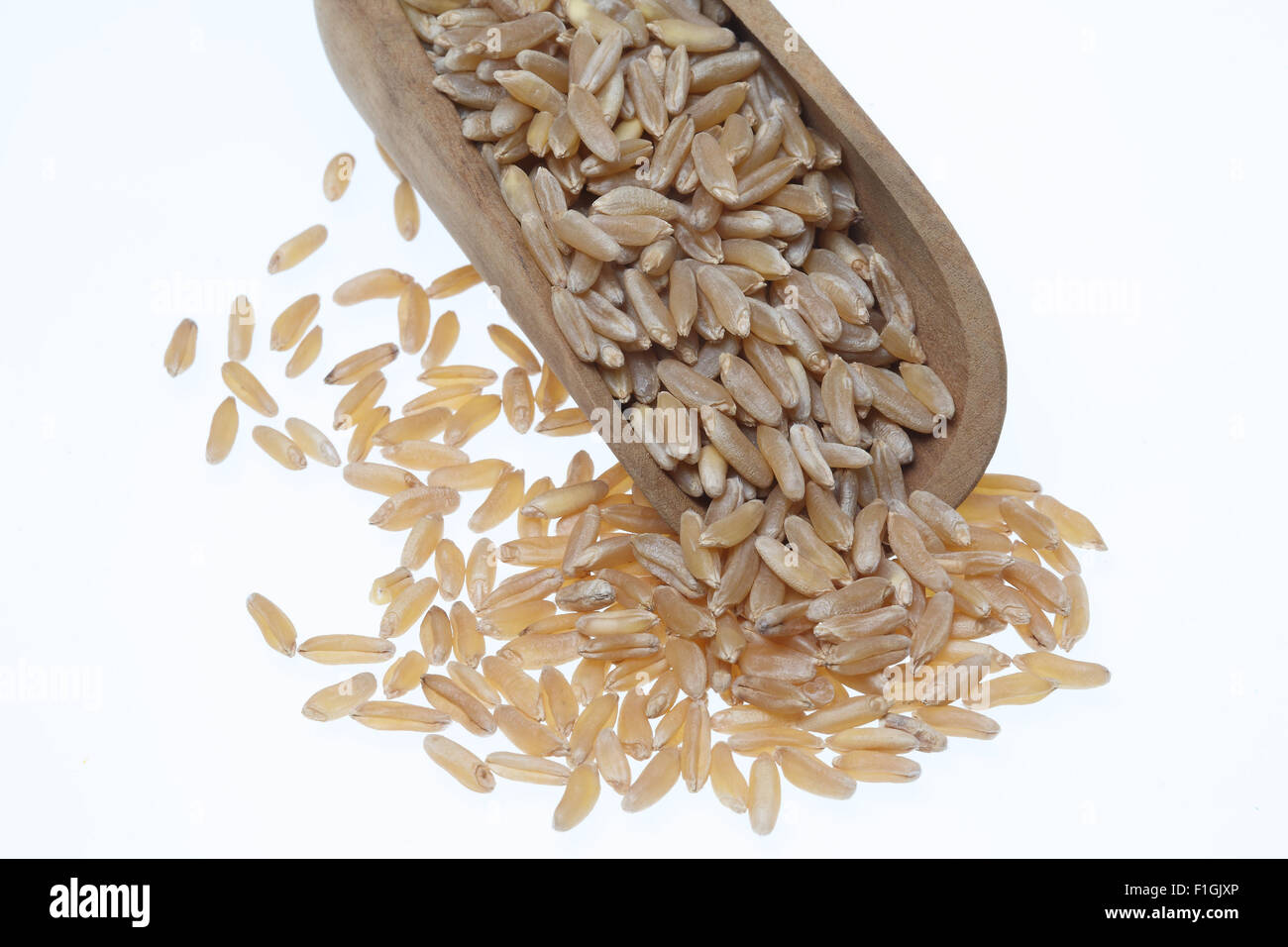 Khorasan wheat, Kamut, a varity of an old ancient grain Stock Photo - Alamy