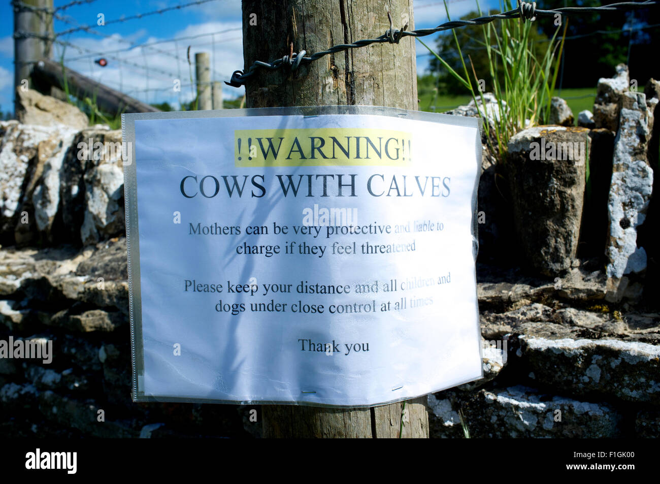 Warning cows with calves Stock Photo - Alamy