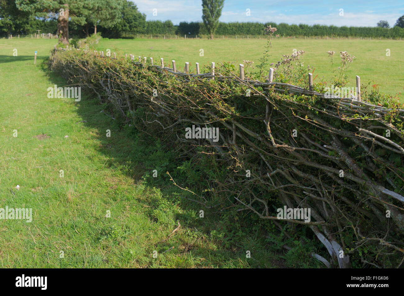 Building a new hedge in traditional manner Stock Photo - Alamy