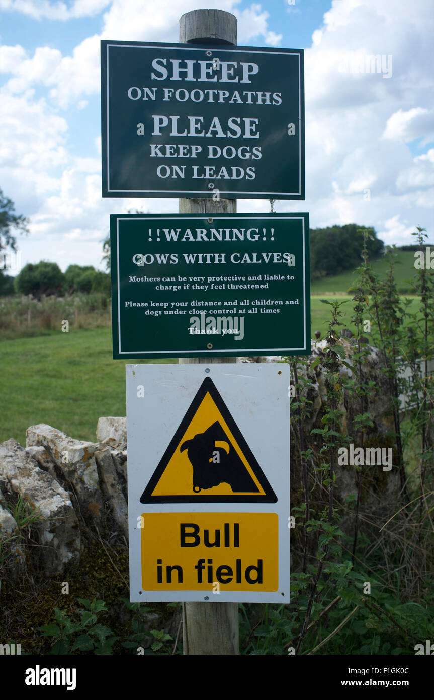 Warning cows with calves. Bull in field. Sheep Stock Photo - Alamy
