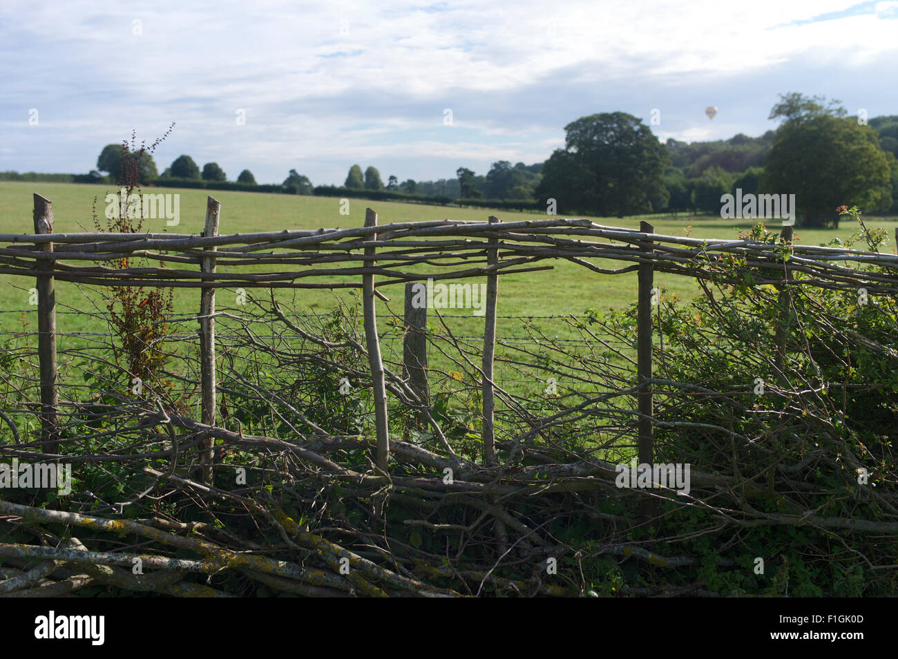 Building a new hedge in traditional manner Stock Photo - Alamy