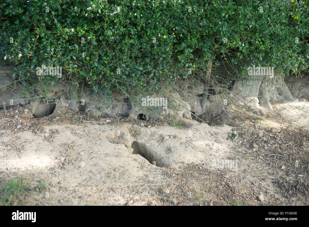 Rabbit warren near to a holly tree hi-res stock photography and images ...