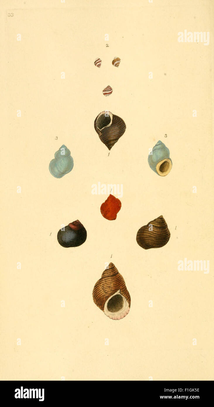 'The Natural History of British Shells' (Plate 33) is a detailed ...