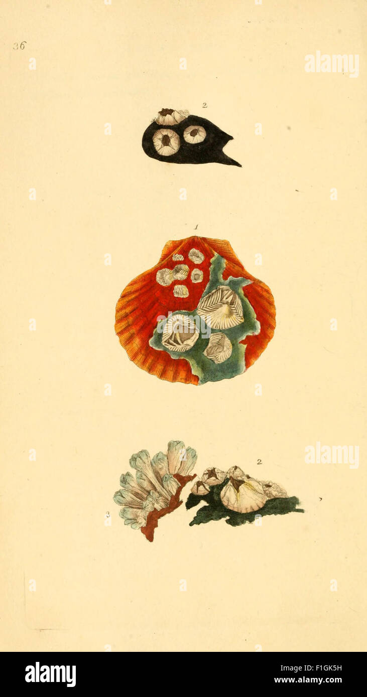 'The Natural History of British Shells' offers an in-depth examination ...