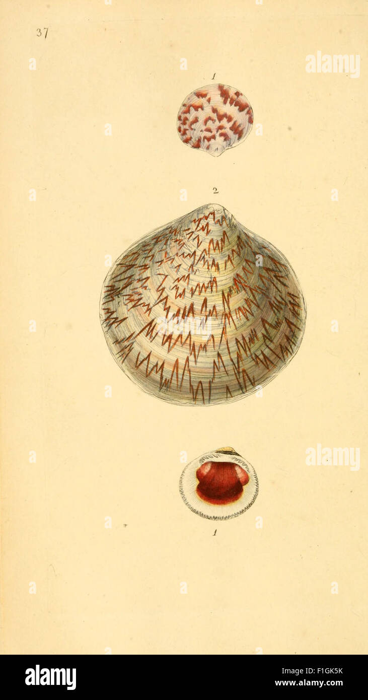 An illustrated guide to the shells of Great Britain, focusing on ...