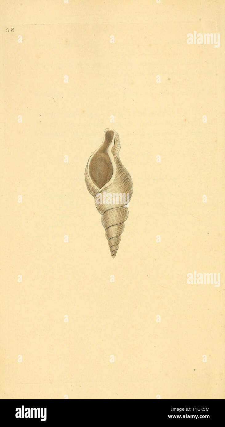 This plate from *The Natural History of British Shells* showcases ...