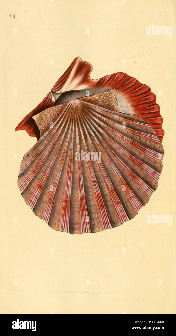 *The Natural History of British Shells* illustrates the various shell ...