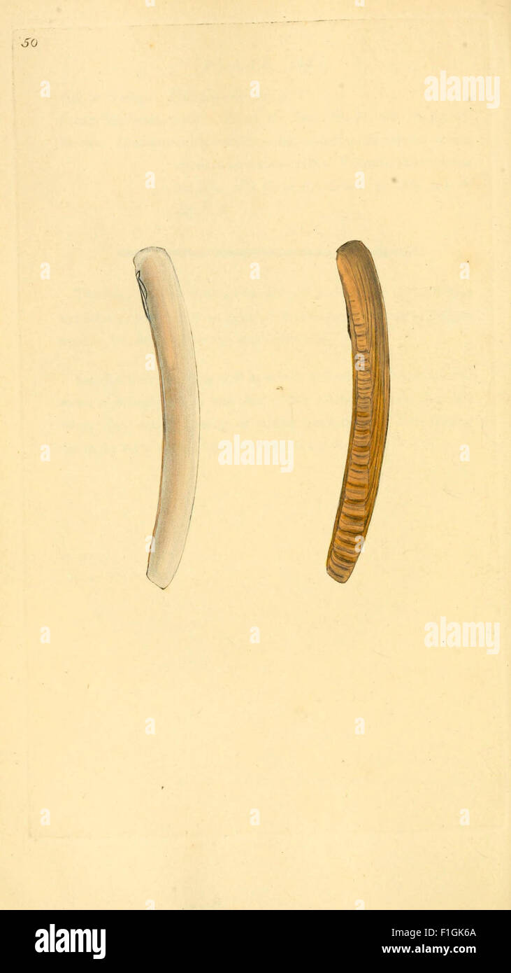 A 19th-century work featuring an illustrated plate of British shell ...