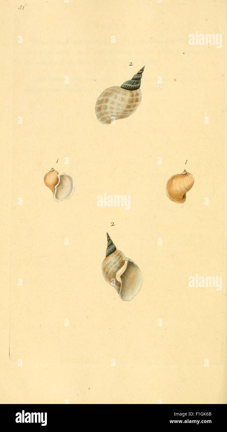This illustration from *The Natural History of British Shells* shows ...