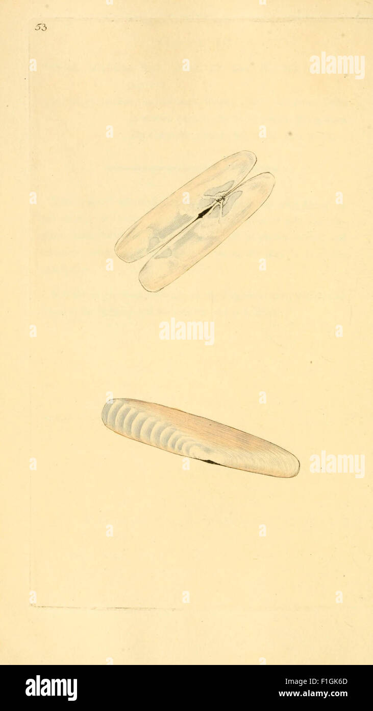 This plate from 'The Natural History of British Shells' depicts vintage ...