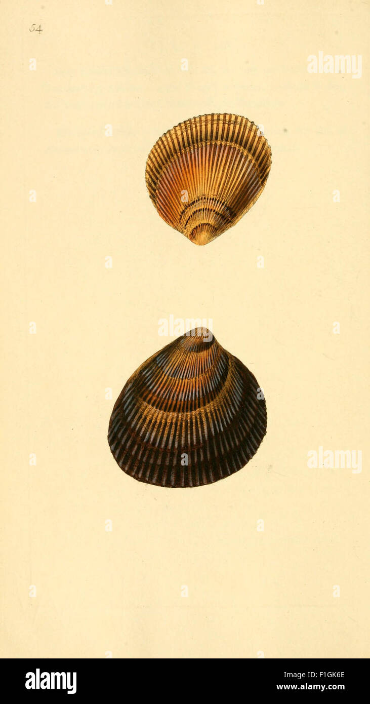 'The Natural History of British Shells' is a detailed work documenting ...