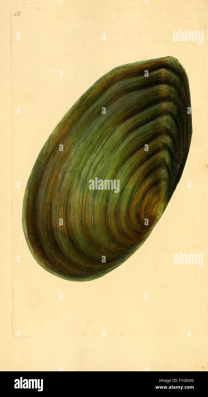 'The Natural History of British Shells' is a detailed work on the ...