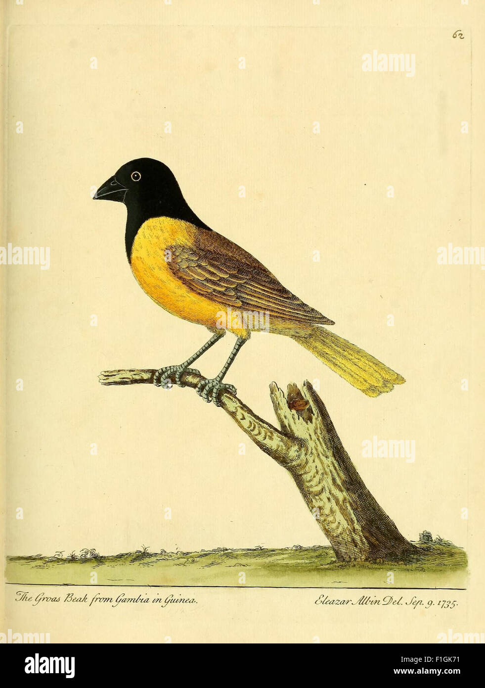 A natural history of birds Stock Photo - Alamy