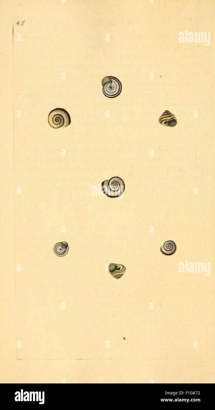 'The Natural History of British Shells' provides a detailed study of ...