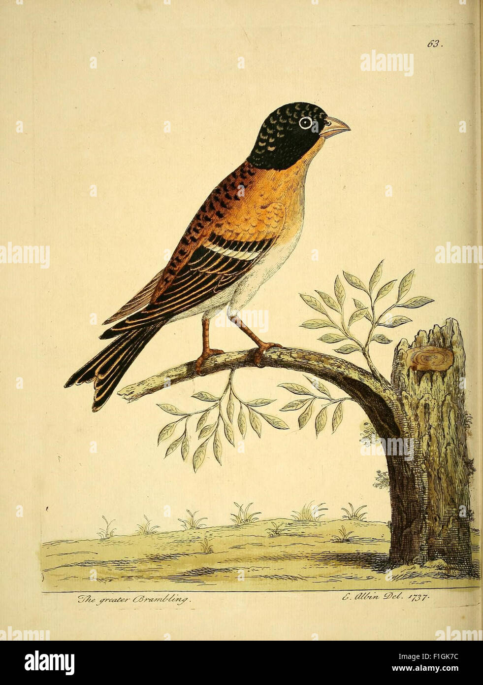 'A Natural History of Birds' is an early work in ornithology that ...