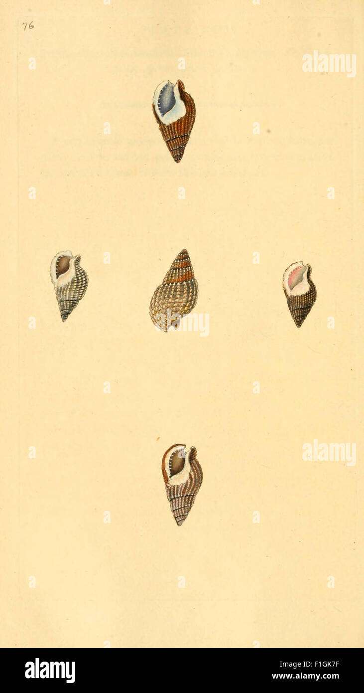This illustration from *The Natural History of British Shells ...