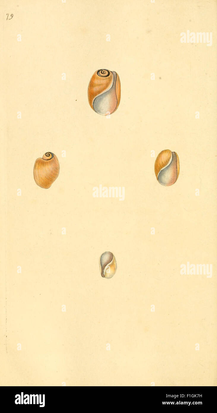 'The Natural History of British Shells' provides detailed descriptions ...