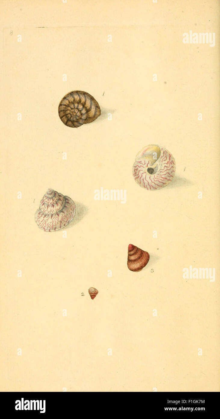 A vintage illustration from The Natural History of British Shells ...