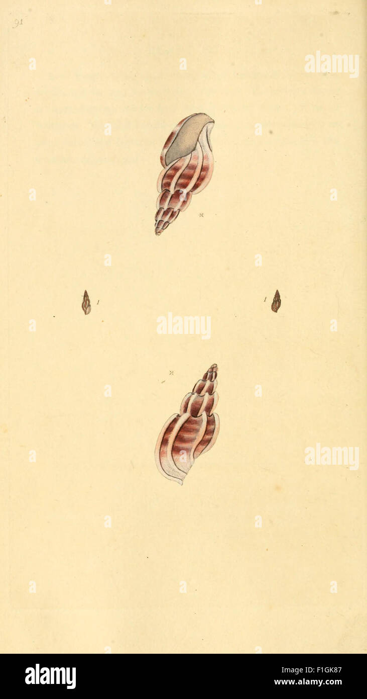 'The Natural History of British Shells' includes detailed illustrations ...