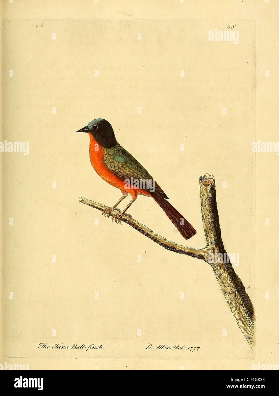 This 18th-century work presents a detailed exploration of bird species ...