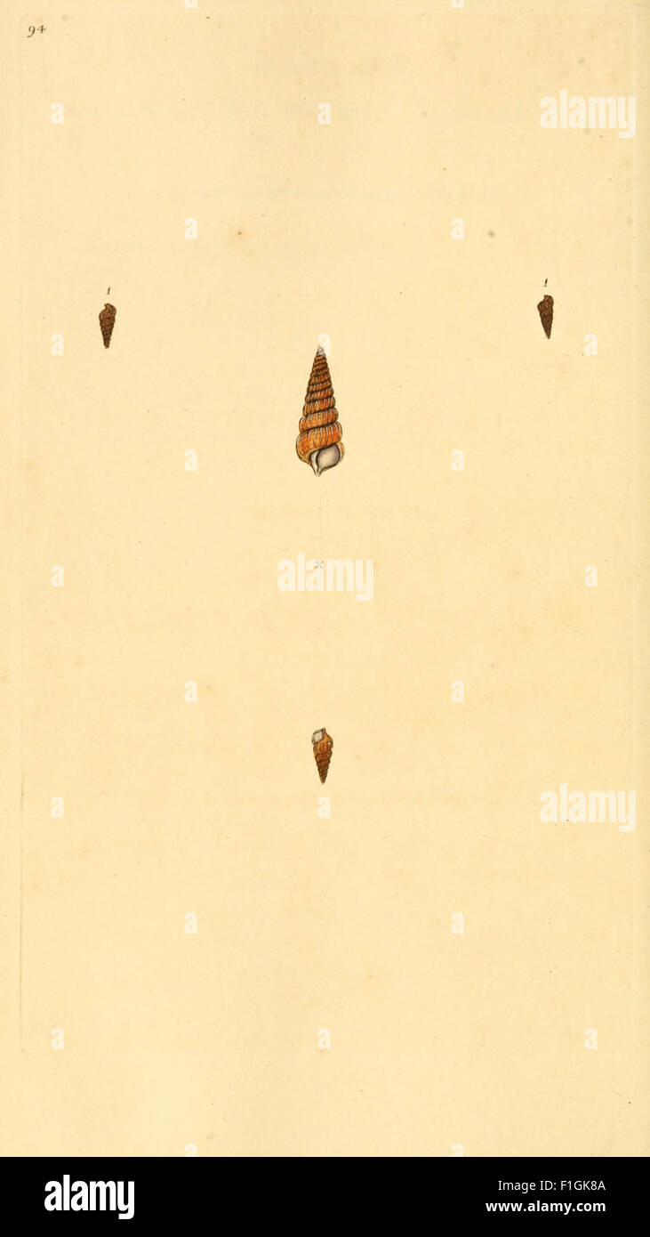 *The Natural History of British Shells* presents detailed descriptions ...