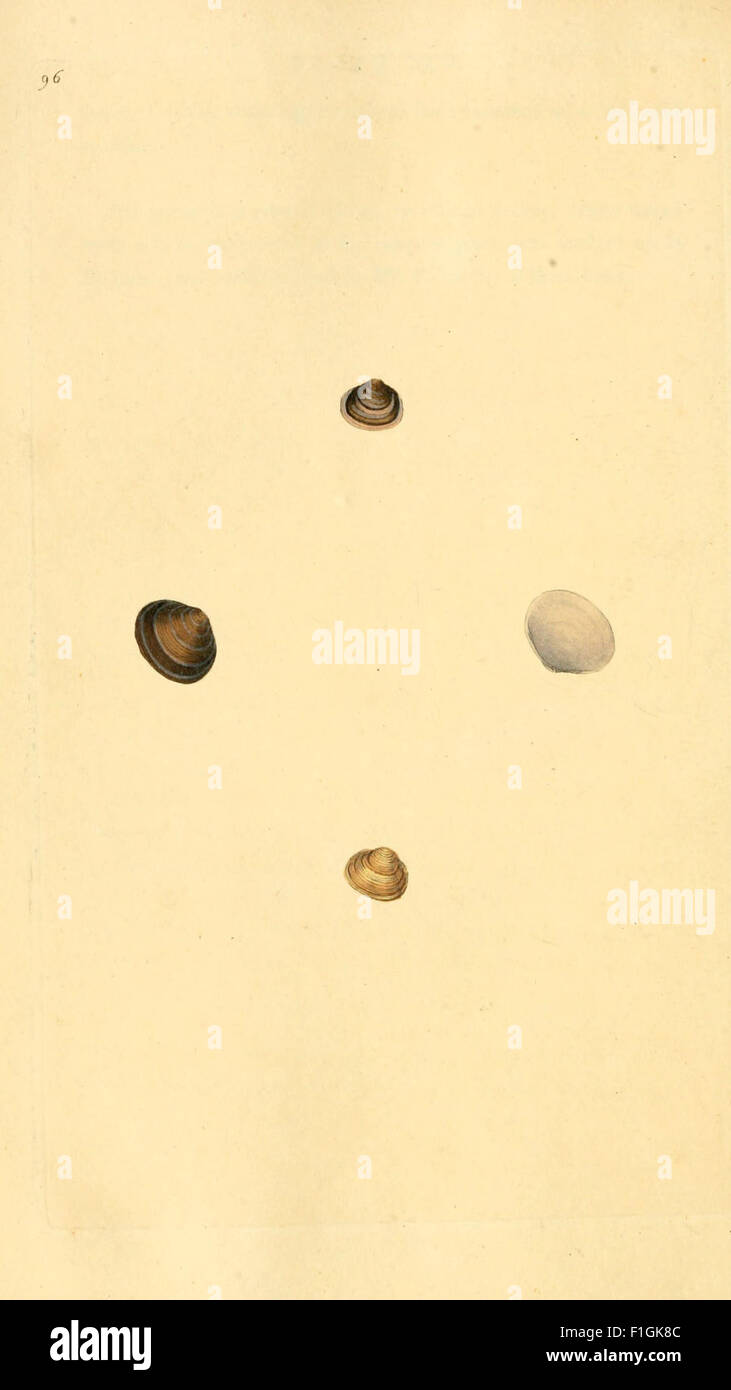 'The Natural History of British Shells' illustrates the diversity of ...