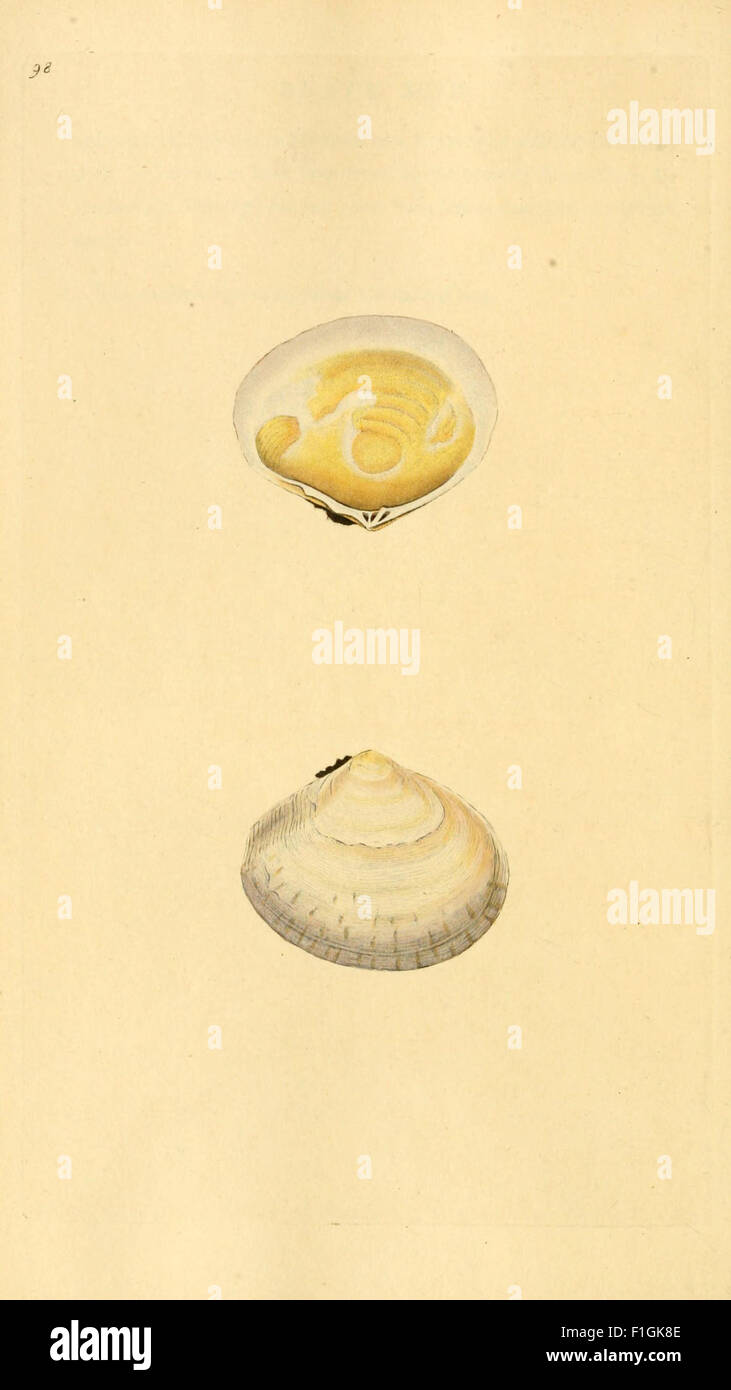 This vintage illustration from 'The Natural History of British Shells ...