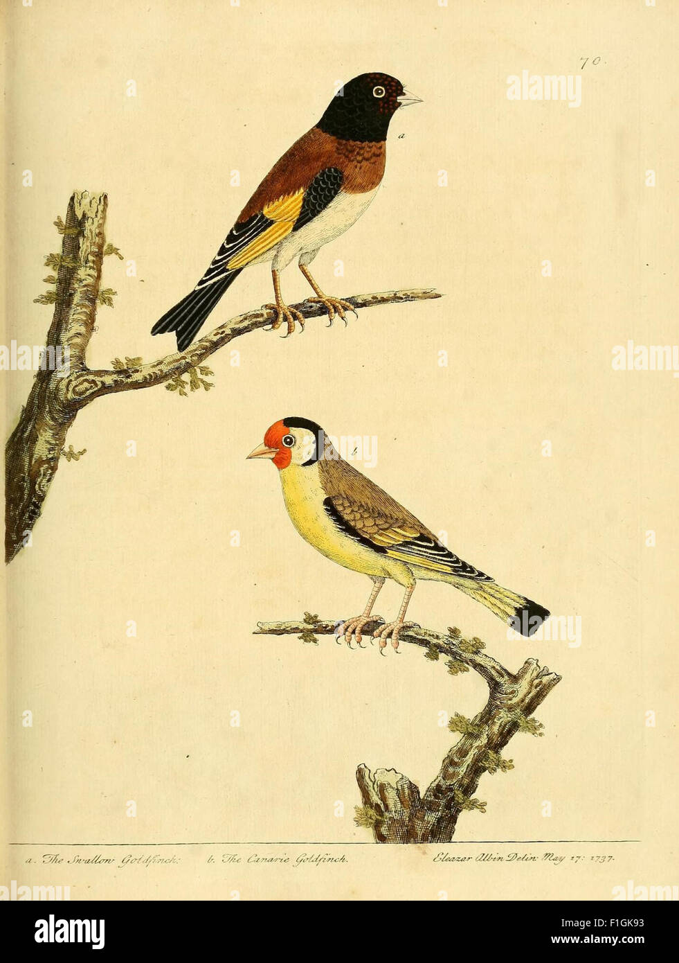 'A Natural History of Birds' is an early work documenting bird species ...