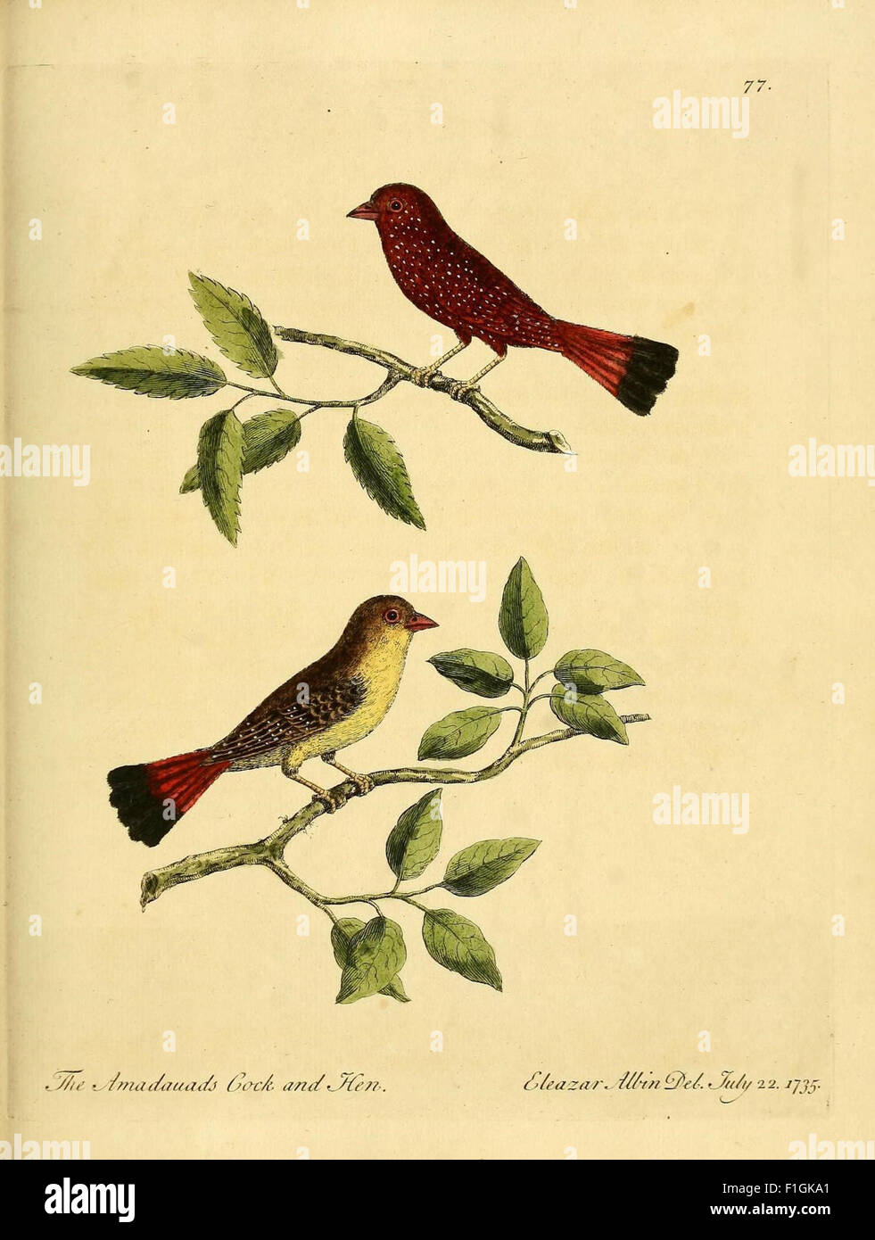 This comprehensive natural history book offers an in-depth look at the ...