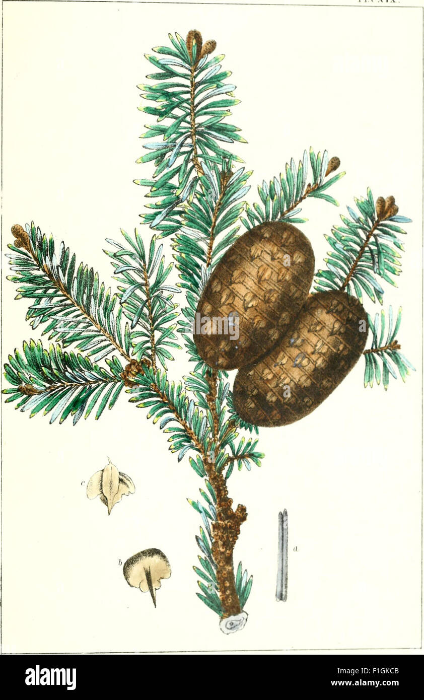 This 19th-century work describes the forest trees of North America ...