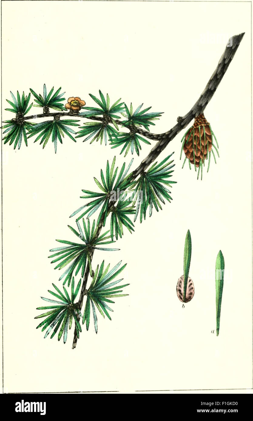 The North American sylva; or, A description of the forest trees of the ...