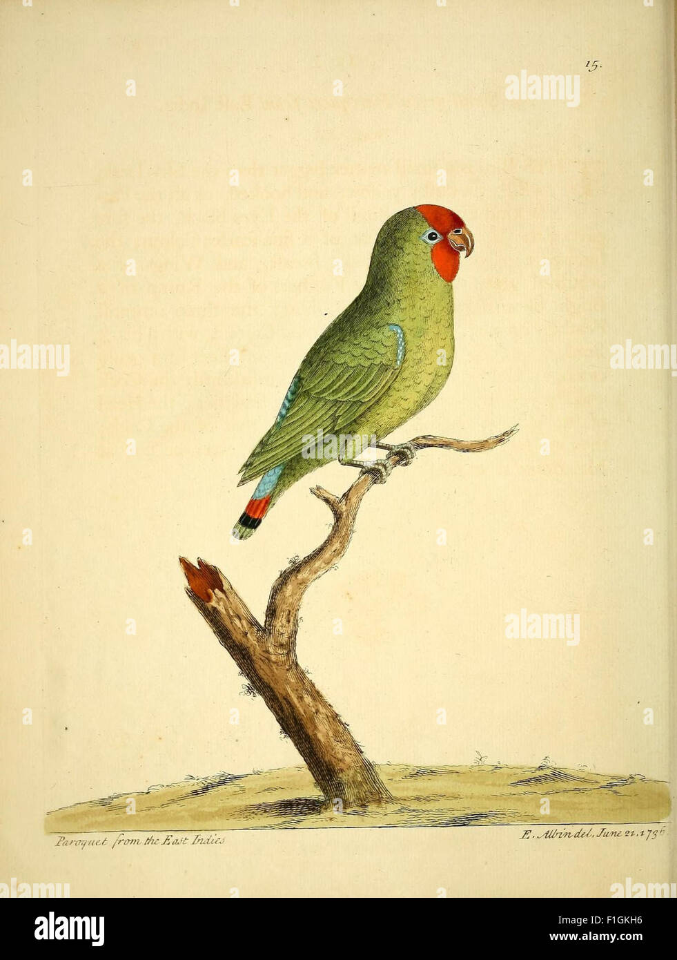 A natural history of birds Stock Photo - Alamy