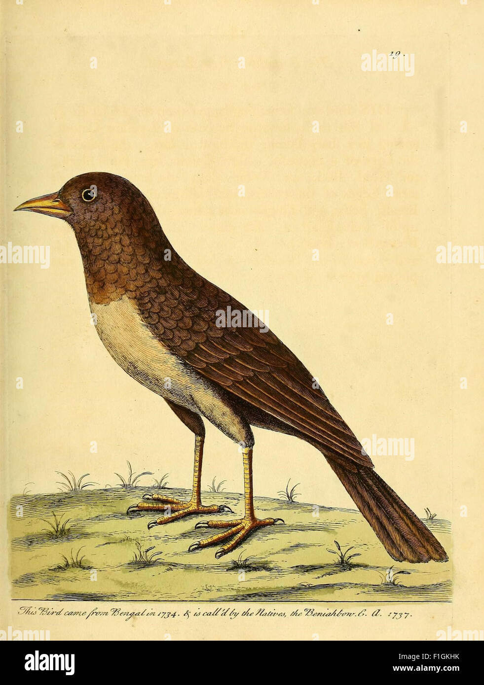 A natural history of birds Stock Photo - Alamy