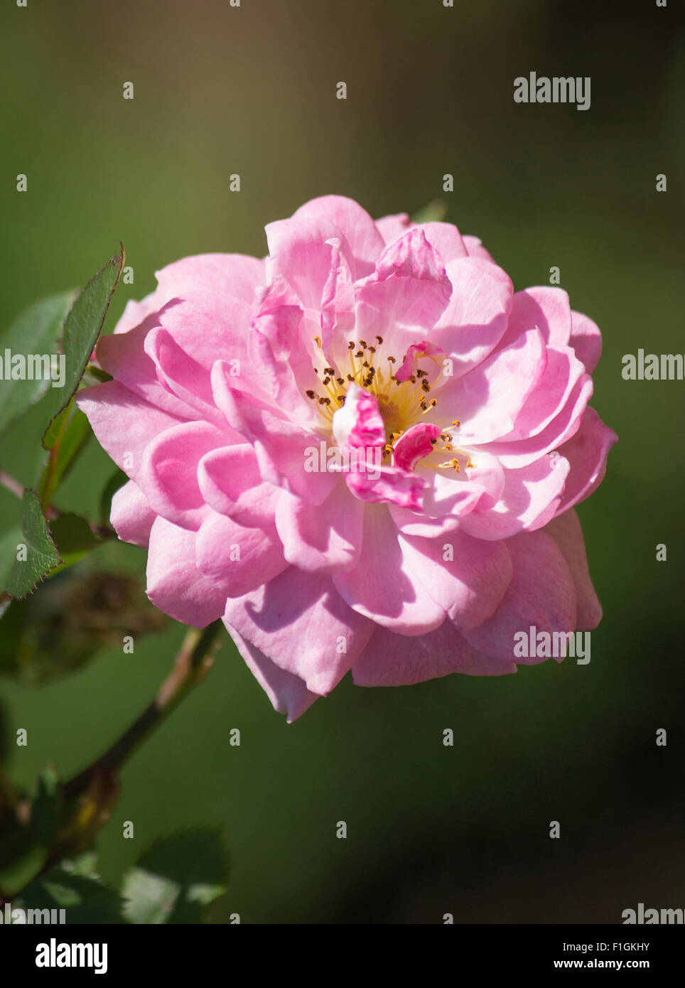 white rose flower in a garden Stock Photo - Alamy