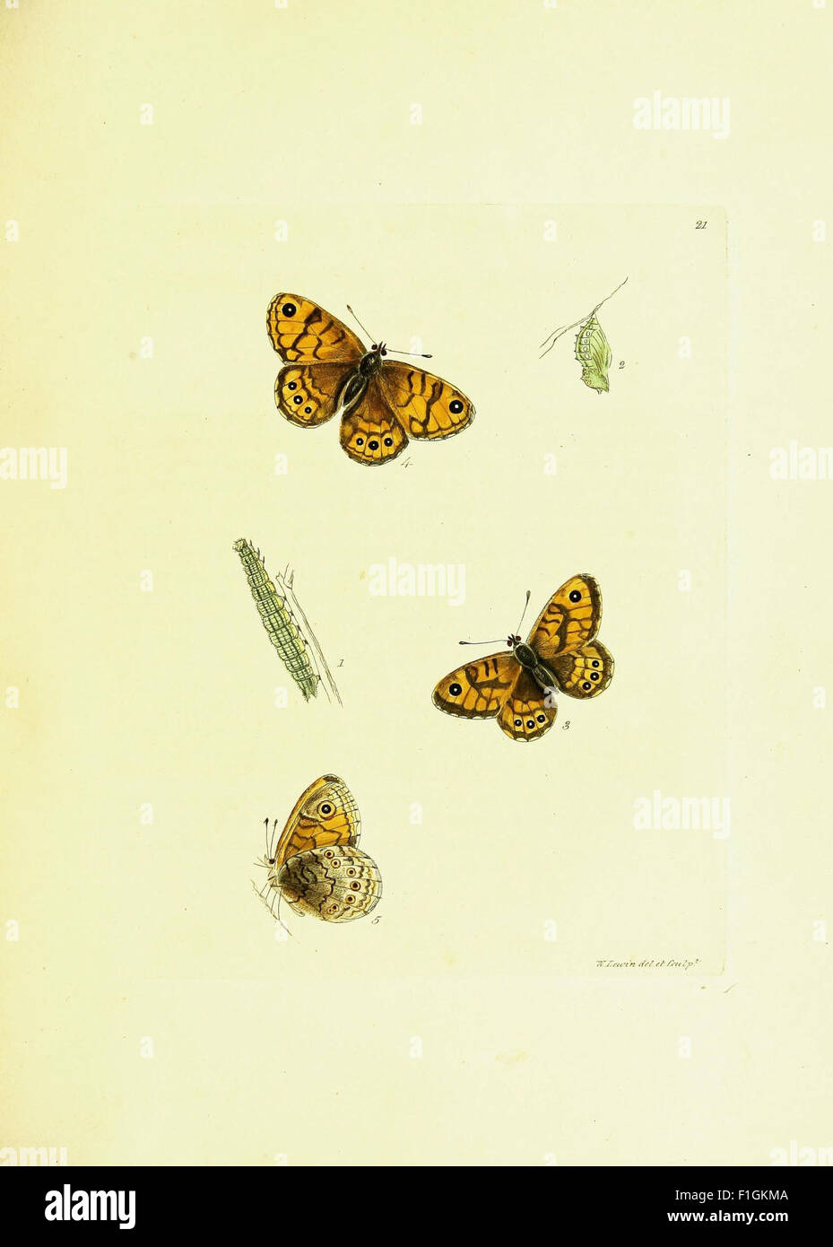 This historical work focuses on the butterflies of Great Britain ...