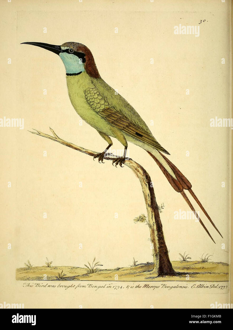 'A Natural History of Birds' is an early ornithological work focusing ...