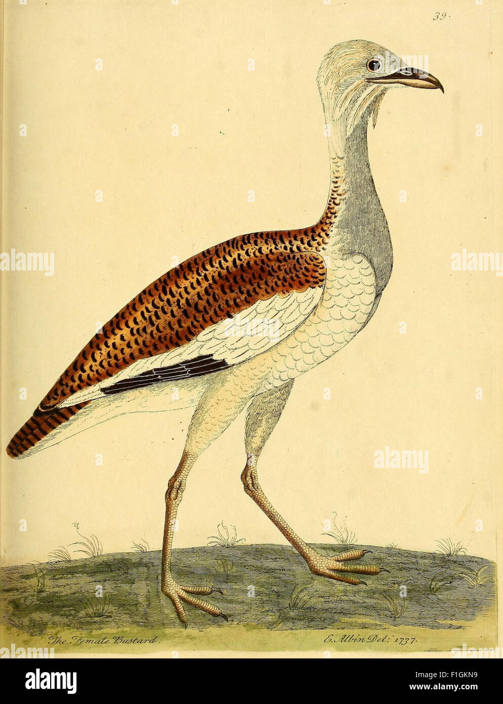 A vintage work on the natural history of birds, offering both text and ...