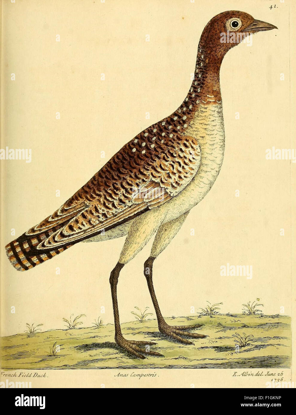 This work provides a comprehensive study of birds, offering early ...