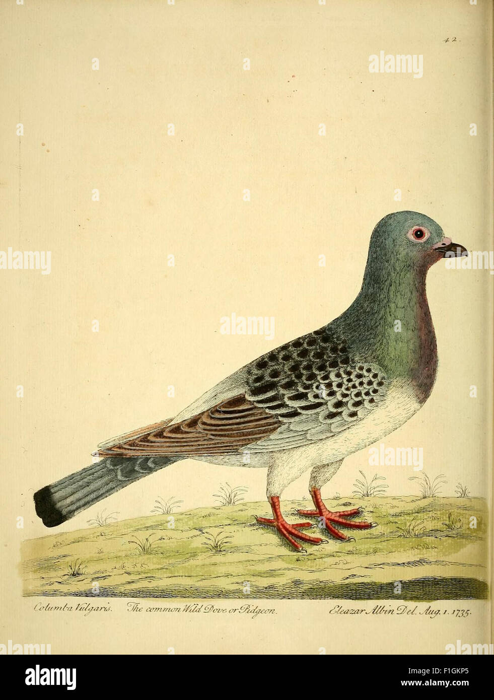 This work offers a thorough exploration of bird species, with vibrant ...