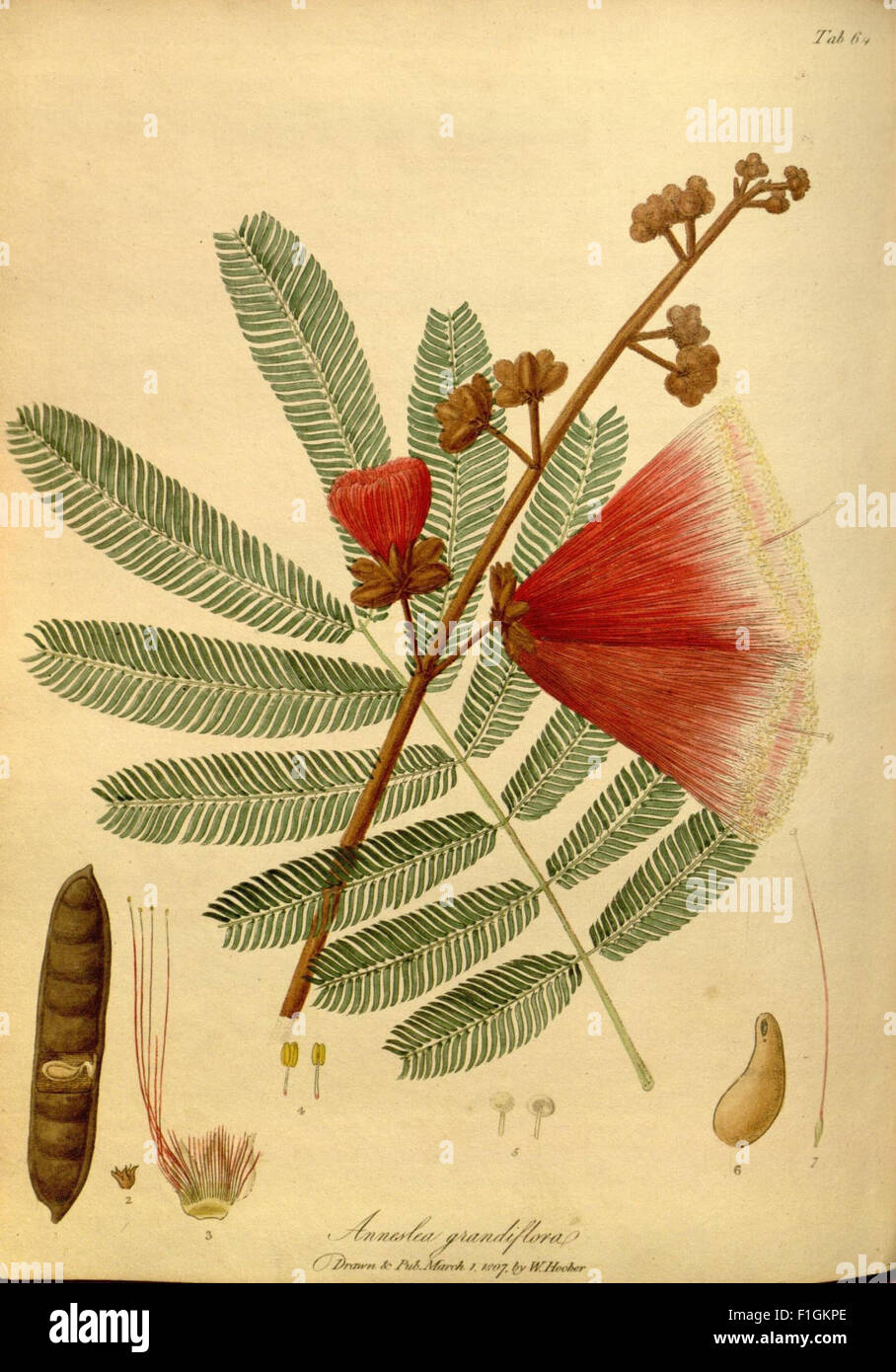 A 19th-century English botanical work, including detailed illustrations ...