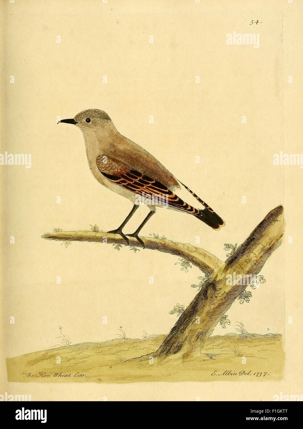 *A Natural History of Birds* is an early work focusing on the ...